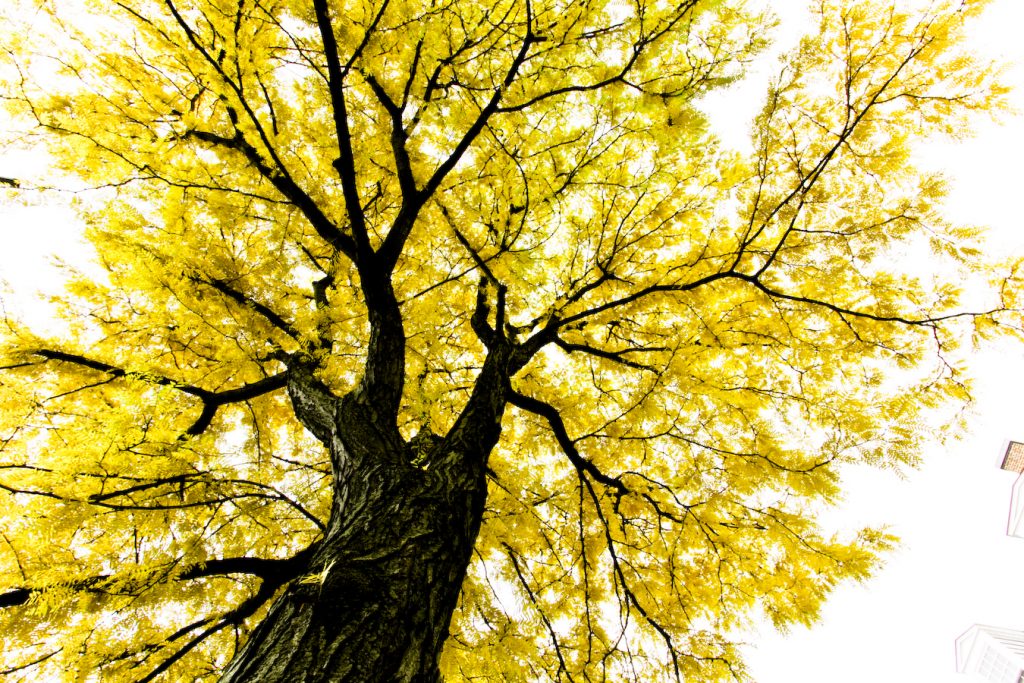 Yellow Tree - Land8