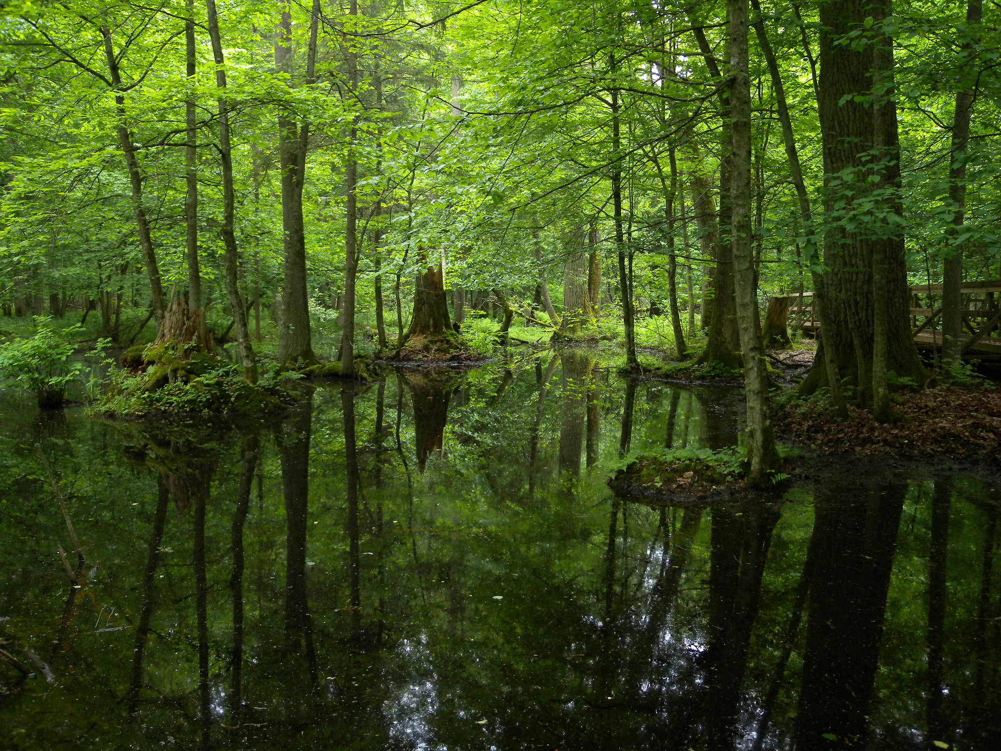 Białowieża National Park Polandby Frank Vassen_CC2.0 - Land8