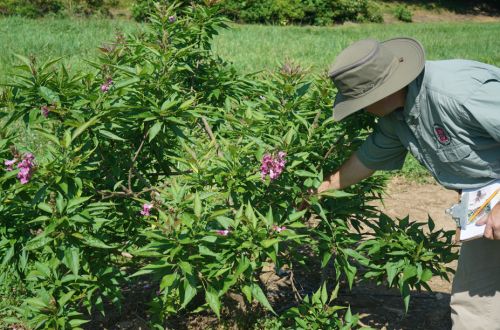 Plant Hardiness: What Is It and What Does It Mean to the Landscape ...