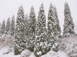 Plant Hardiness: What Is It and What Does It Mean to the Landscape ...